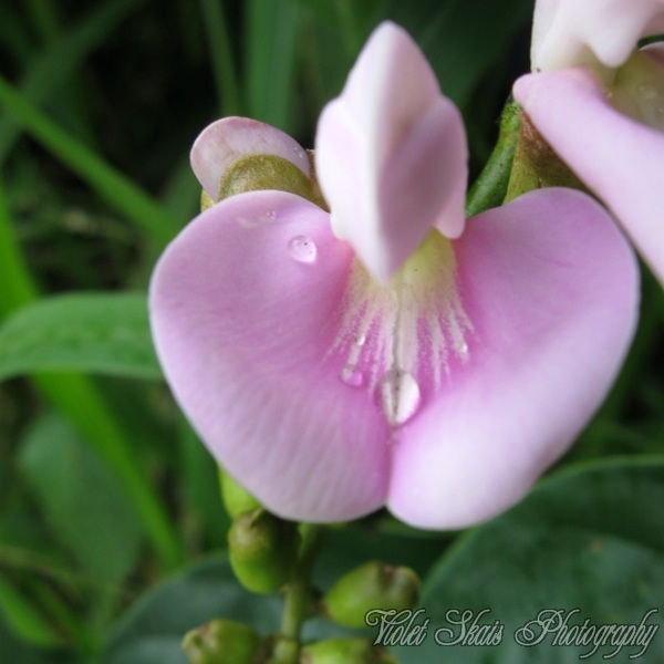 Violet Skais Photography & Art