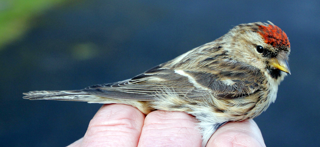 Another Bird Blog: Willows In The Wind