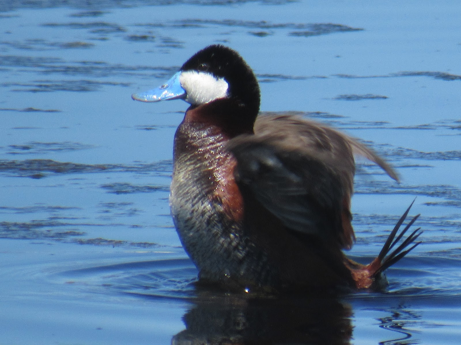Wings and Daydreams: Ruddy Duck Courting Session