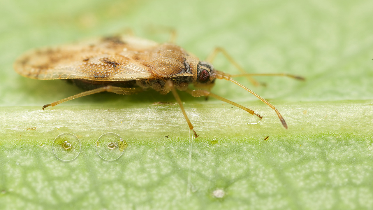 ムシをデザインしたのはダレ？: ヤナギグンバイ