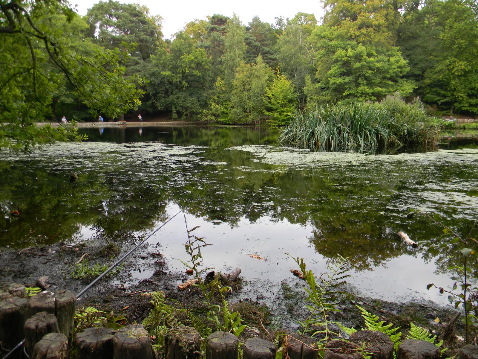 Top Pond Tench Keston 2011