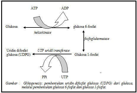 Glikogenesis : Pengertian dan Tujuan ~ Ecy Haqy Zhanah H.P. - TI B ...