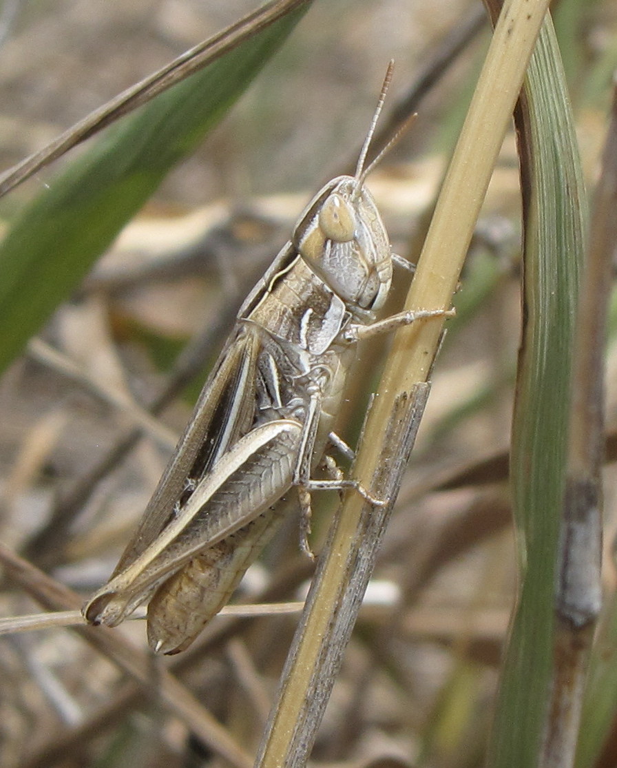 Bug Eric: Summer 'hoppers Part I