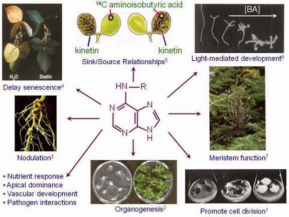 Peranan Sitokinin Untuk Pertumbuhan Tanaman ~ PETANI INDONESIA
