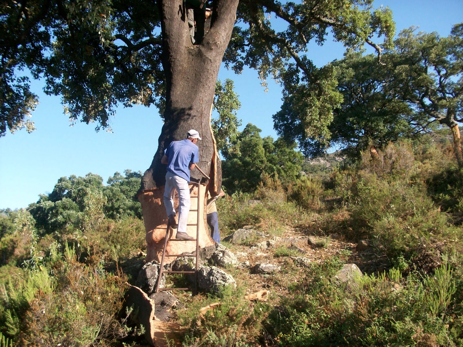 La Encubierta: CARACTERISTICA DEL CORCHO