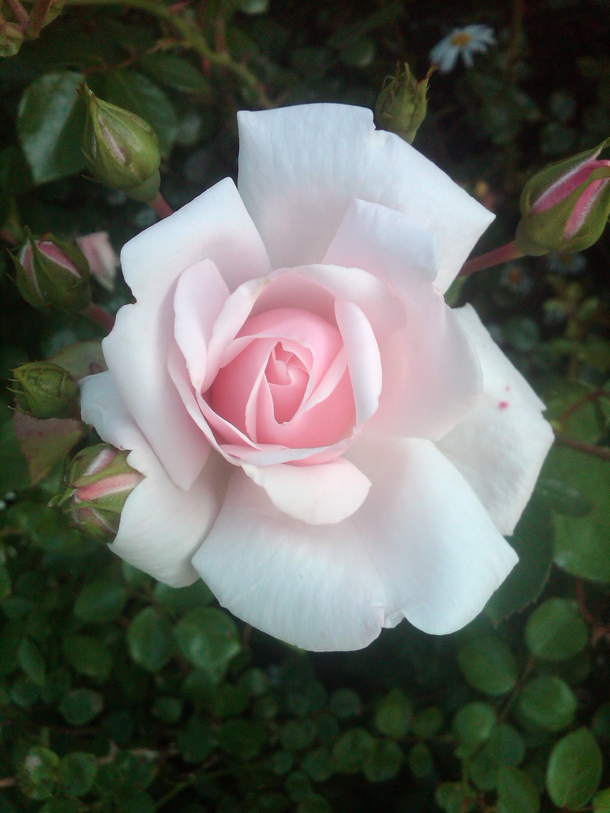 Annie's Gardening Corner: Nature’s Crescendo