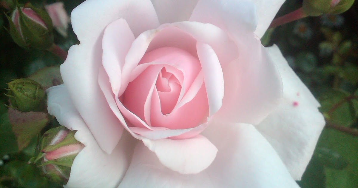 Annie's Gardening Corner: Nature’s Crescendo