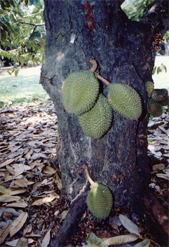 Under The Angsana Tree: Wild Durians From East Malaysia - Sabah & Sarawak‏