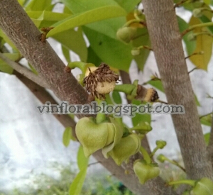 Bunga Sirsak Rontok Terus, Mungkin Butuh Penyerbukan Buatan ~ VinFlora