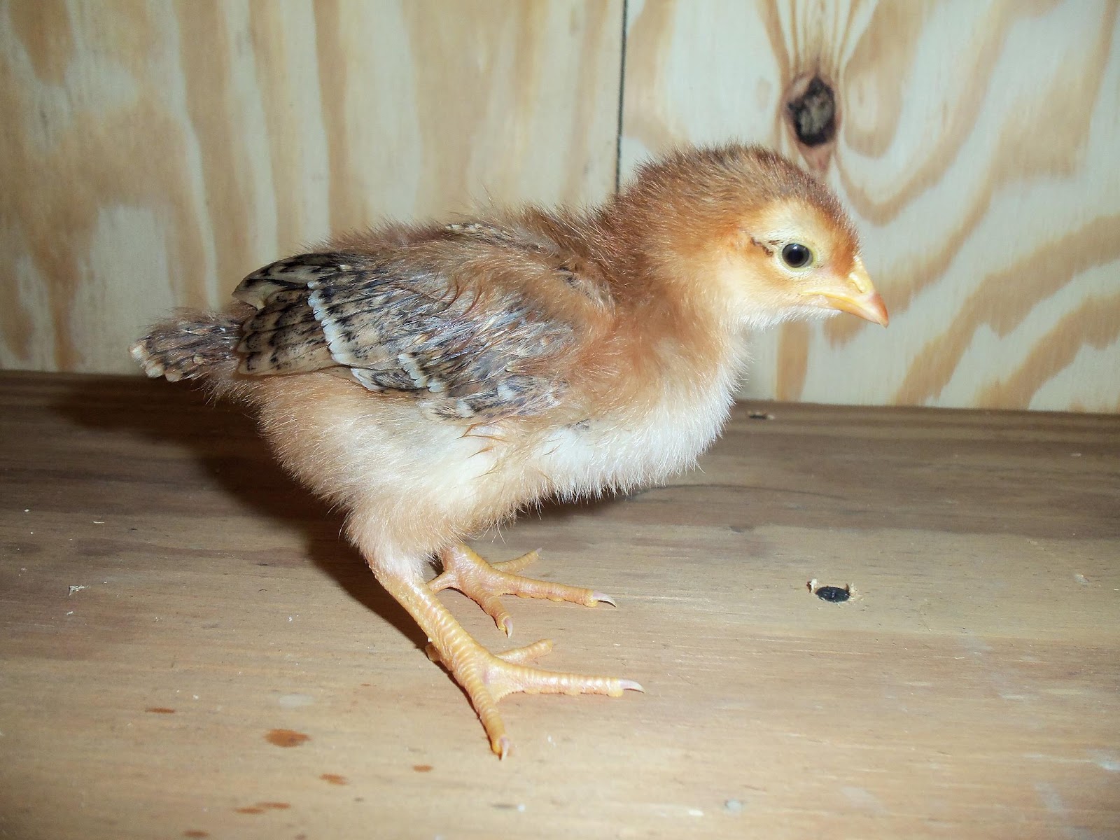 Annabelle's Chickens: Just the FAQs ma'am, baby chicks have arrived....
