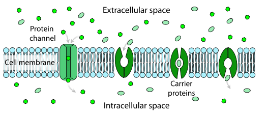 Ask Dr. Andro: The Pharmacokinetics of Creatine (Part II/II) - How Is ...