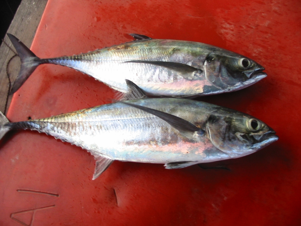 Delicious Thai Dinners Cooked in a Western Kitchen: Delicacies and ...