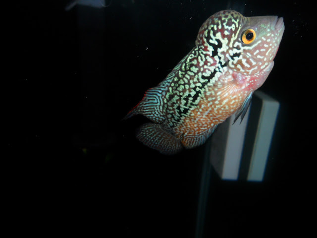 Flowerhorn The Hybrid Cichlids: King Kamfa from Lee