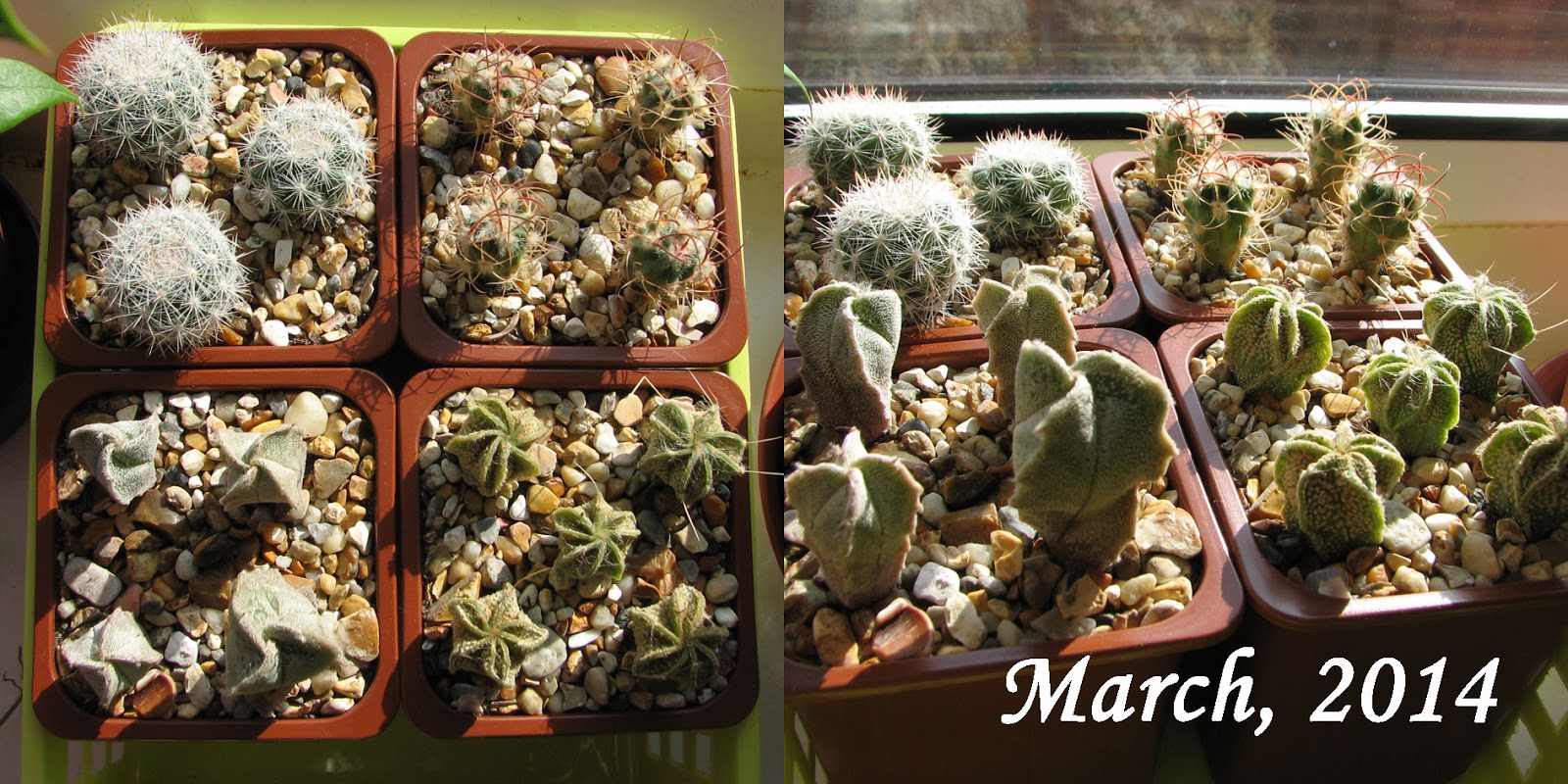 Alisa's flowers: Growing cactus from seed