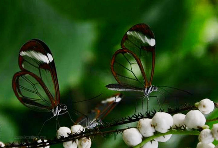 Stunning Photos of the Glass-winged Butterfly