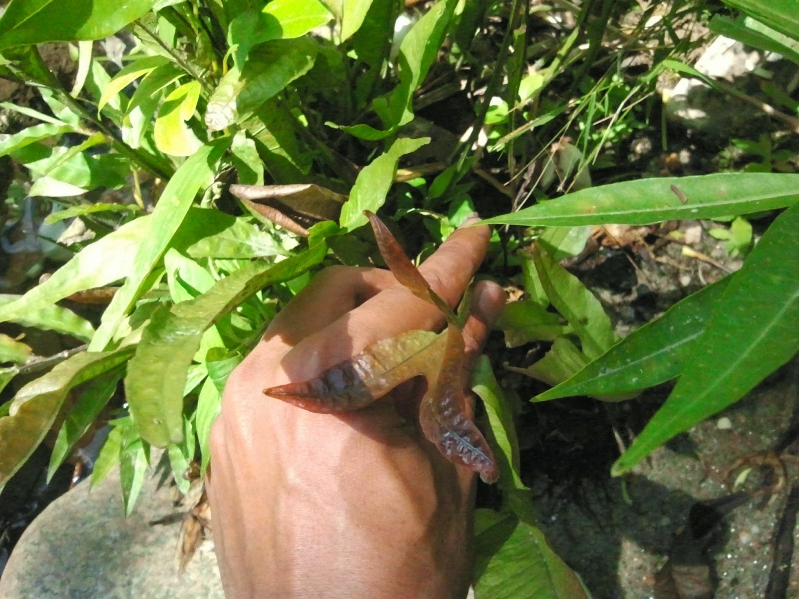 It's All About Aquascaping!: Java fern "Red"