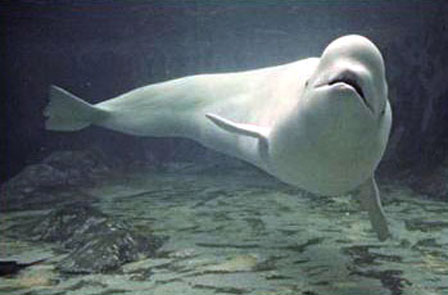 Beluga Whale | The Life of Animals