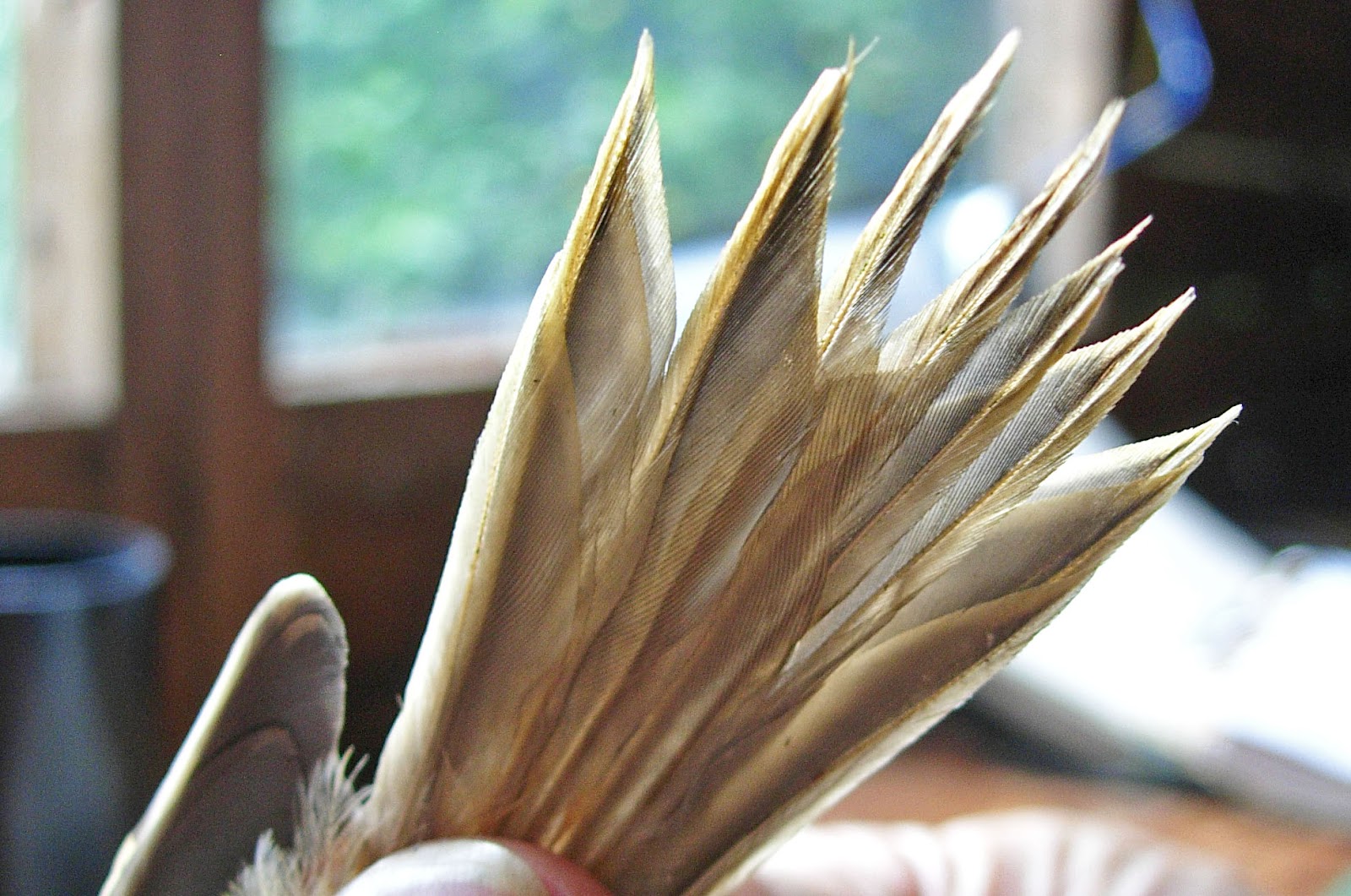 Northamptonshire Birding: July 2012