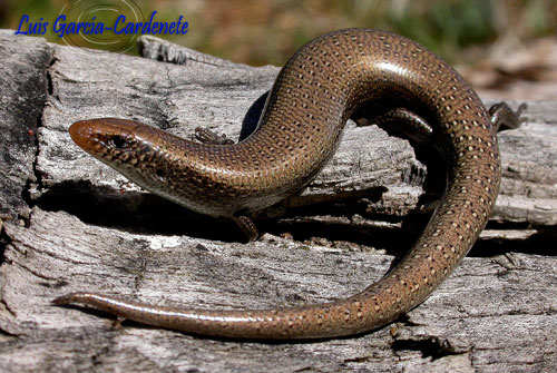 BIOLOGIA: ADAPTACIONES Y FORMAS DE VIDA