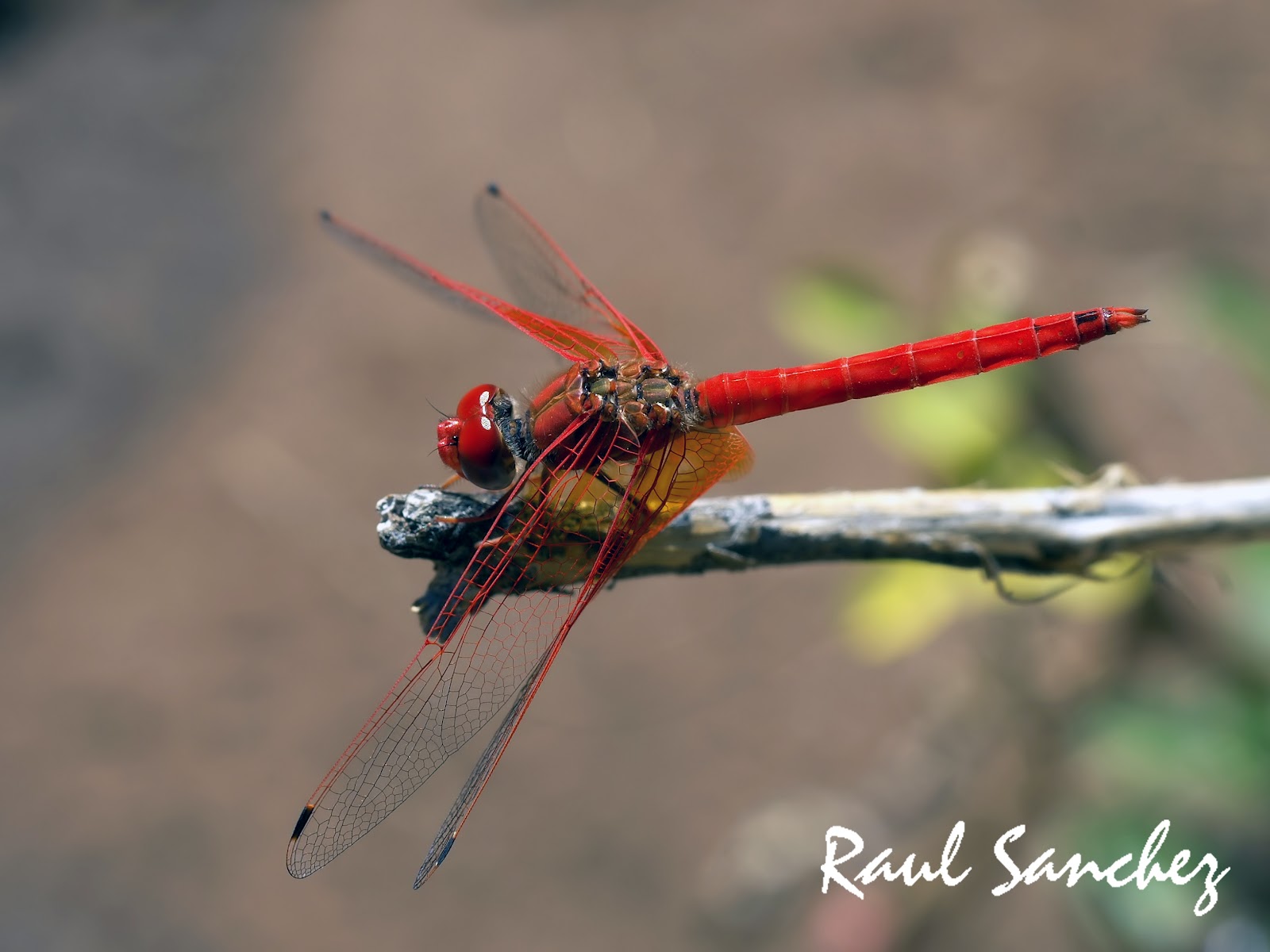 Naturaleza Viva : Libélula roja ( Trithemis kirbyi )