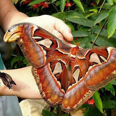 Most Beautiful Photos: The World's Biggest Butterfly