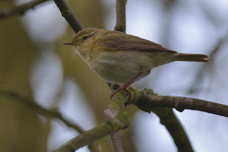 Outdoor Photography: Iberische Tjif tjaf in Loosduinen Den Haag