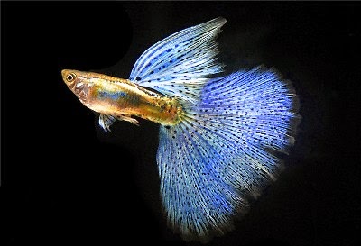 GUPPY FISH photos - wallpapers | the fun bank