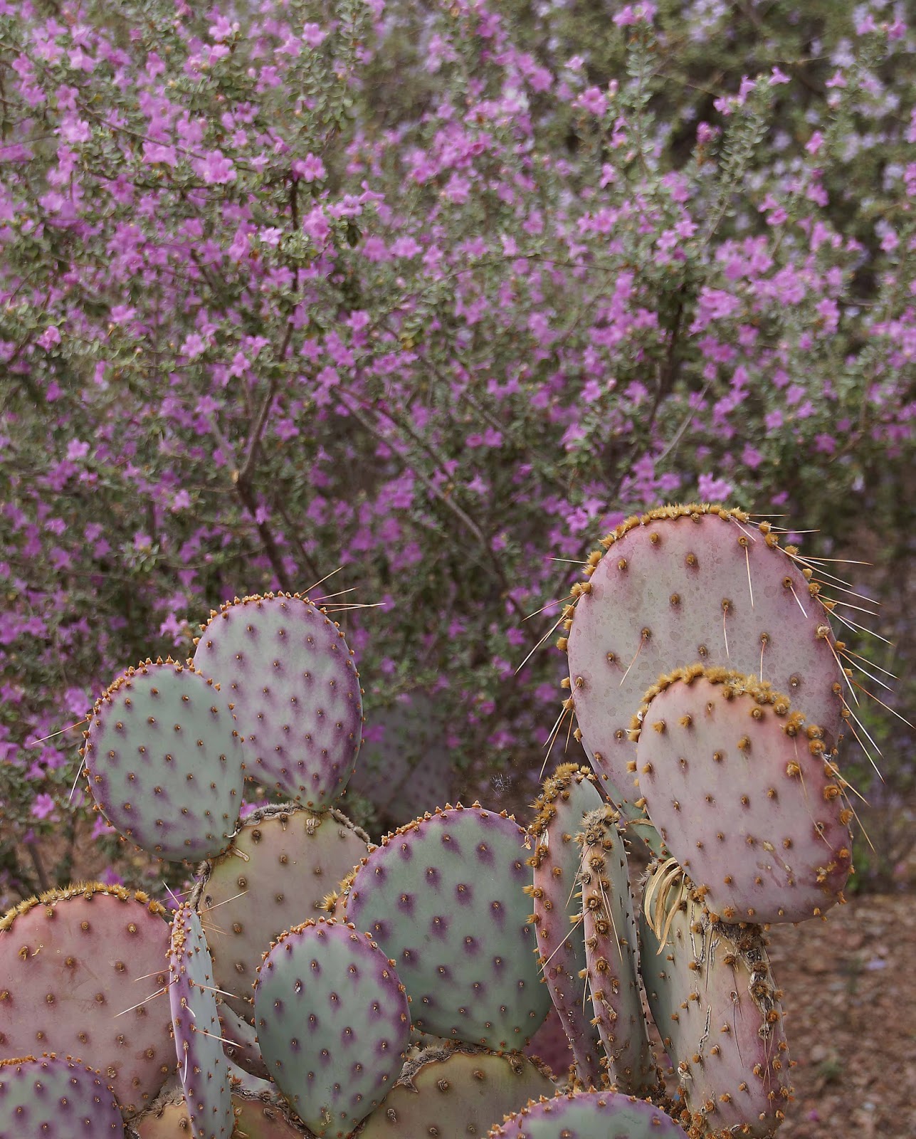 Excellent Xeric Plant Combination