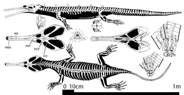 Escenarios prehistóricos: Champsosaurus