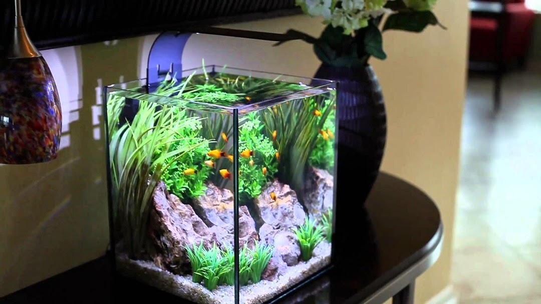 Ornamental fish keeping