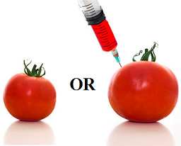 Genetically Modified Foods— Their impact on environment