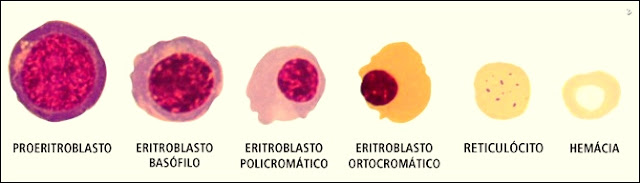 A Eritropoiese - Análises Clínicas.com