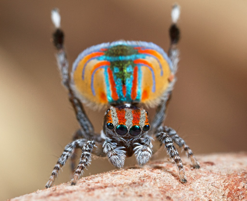 RussBLib - what the ....: peacock spider