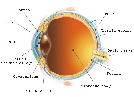 BioLOG: Cell Communication, The Eye, and AMD