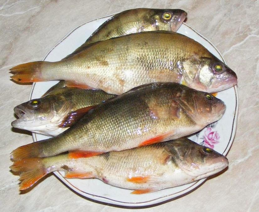 Saramura de biban | Preparatedevis.ro