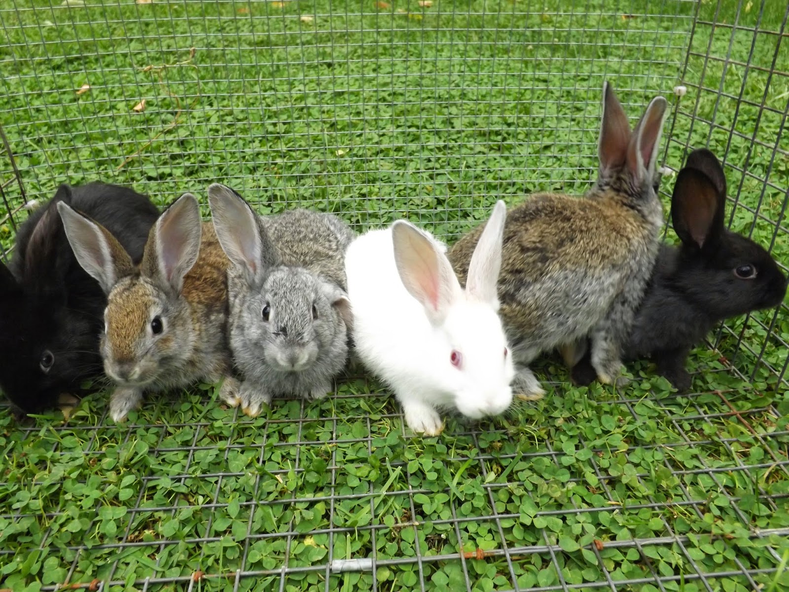 Wild Tree Tops: Getting Ready