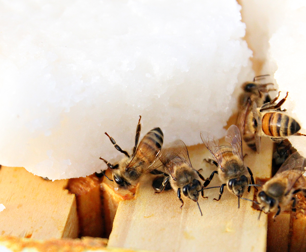 Rurification | Robin Edmundson: More Bee Candy