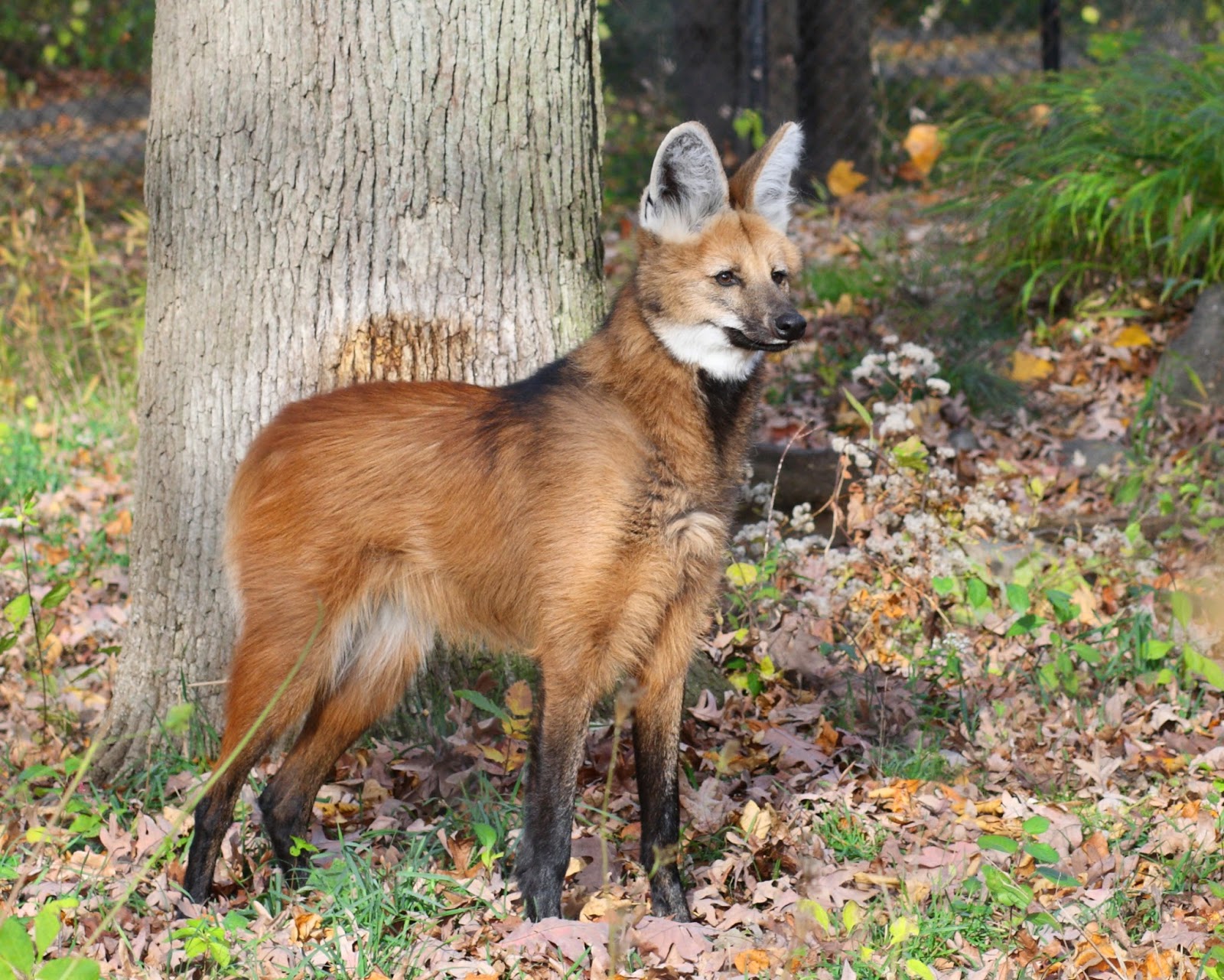 MANED WOLF photos - wallpapers | the fun bank