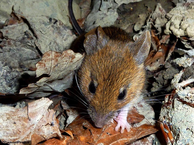 NATURESPERIT.2: MAMÍFEROS