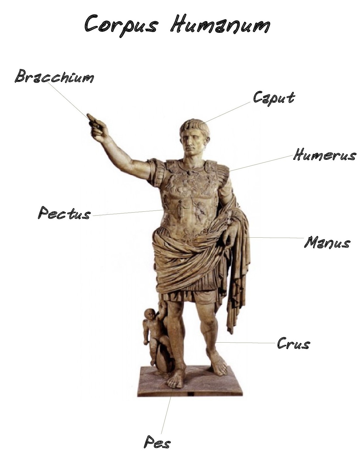 Discere Linguam Latinam Et Graecam: Corpus et Caput Humanum