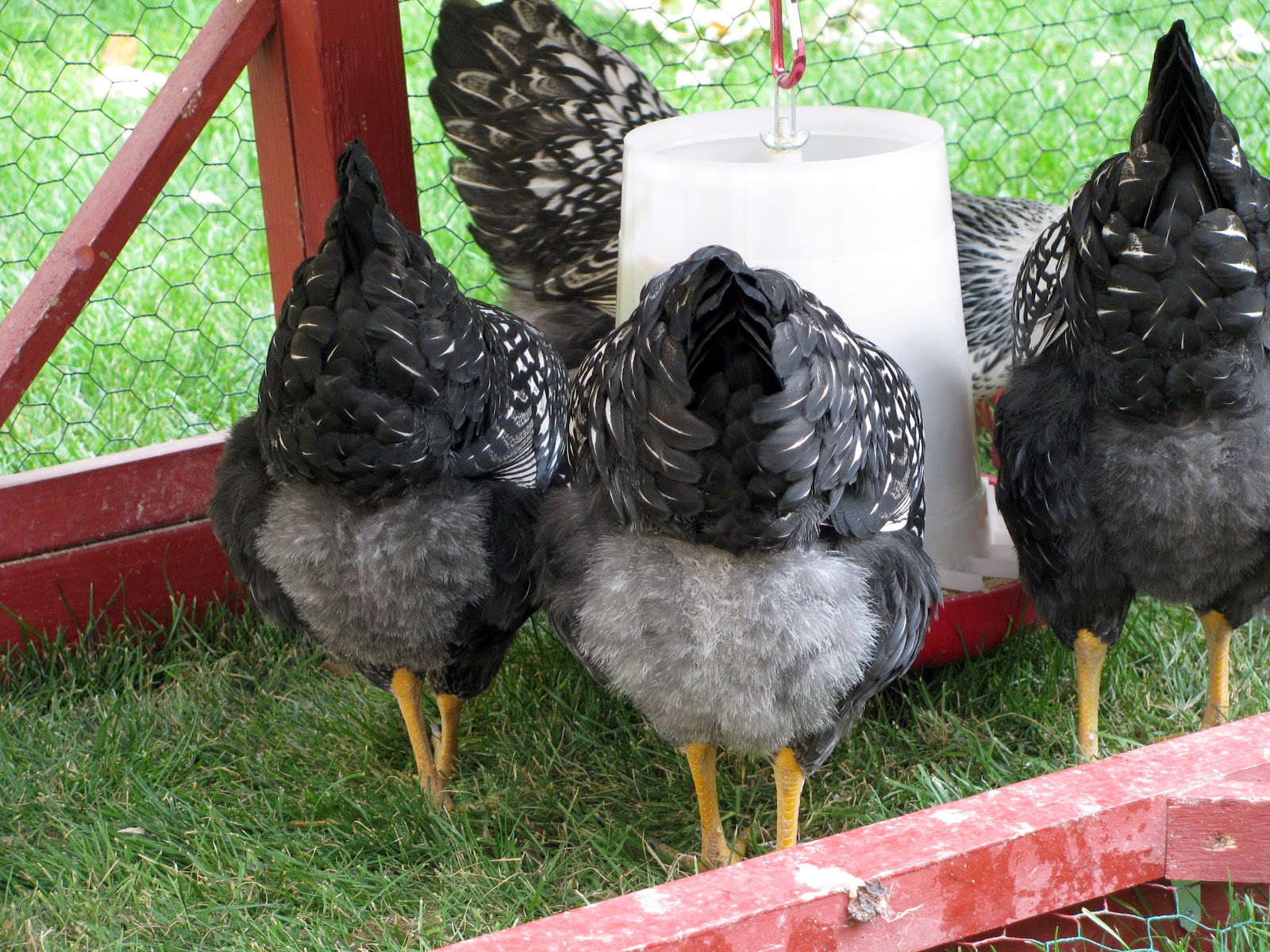 Controlling My Chaos: Chicken Run