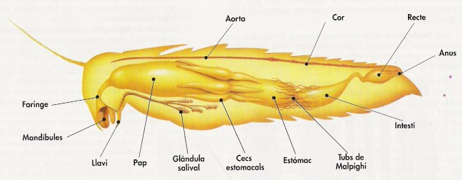 Biolândia: ARTRÓPODES