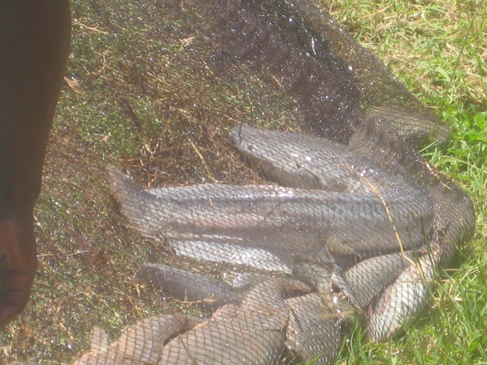 UFUGAJI BORA WA SAMAKI: SAMAKI KAMBALE WA KUFUGWA WANAUZWA