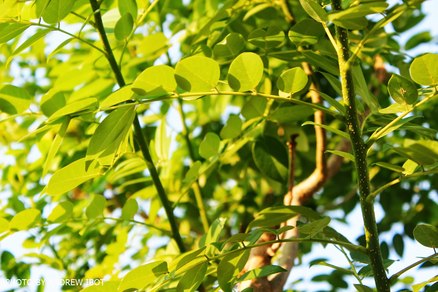Ako si ANDREW IBOT!: Kakawate (Gliridia sepium (Jacg.) Steud)