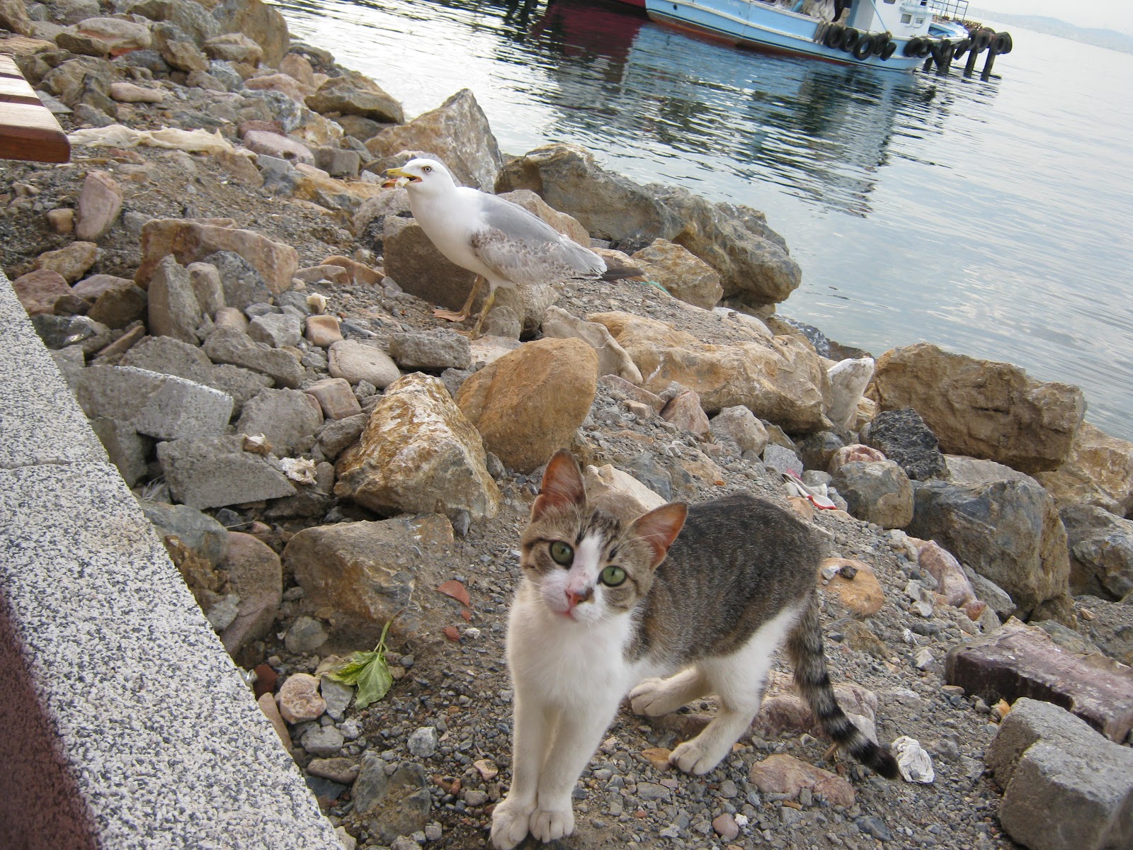 Blogging from Turkey: What are the cats and seagulls up to? ~ Irtiqa
