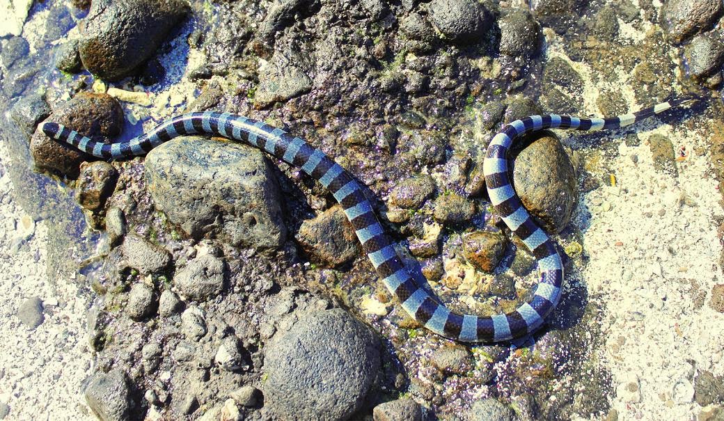 tourist destinations vacation: Sea Snake Island - Bima West Nusa ...