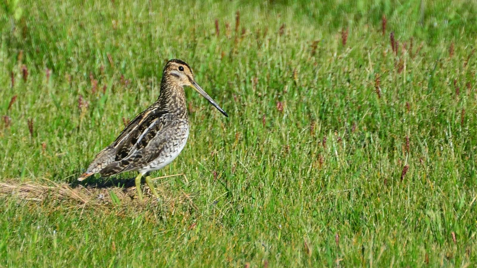 Aves de La Floresta: Becasina