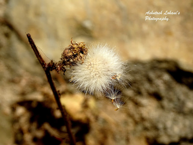 INDIAN FORESTRY: Taxacum officinale - Dandelion, Kanphool, Kukraundha ...