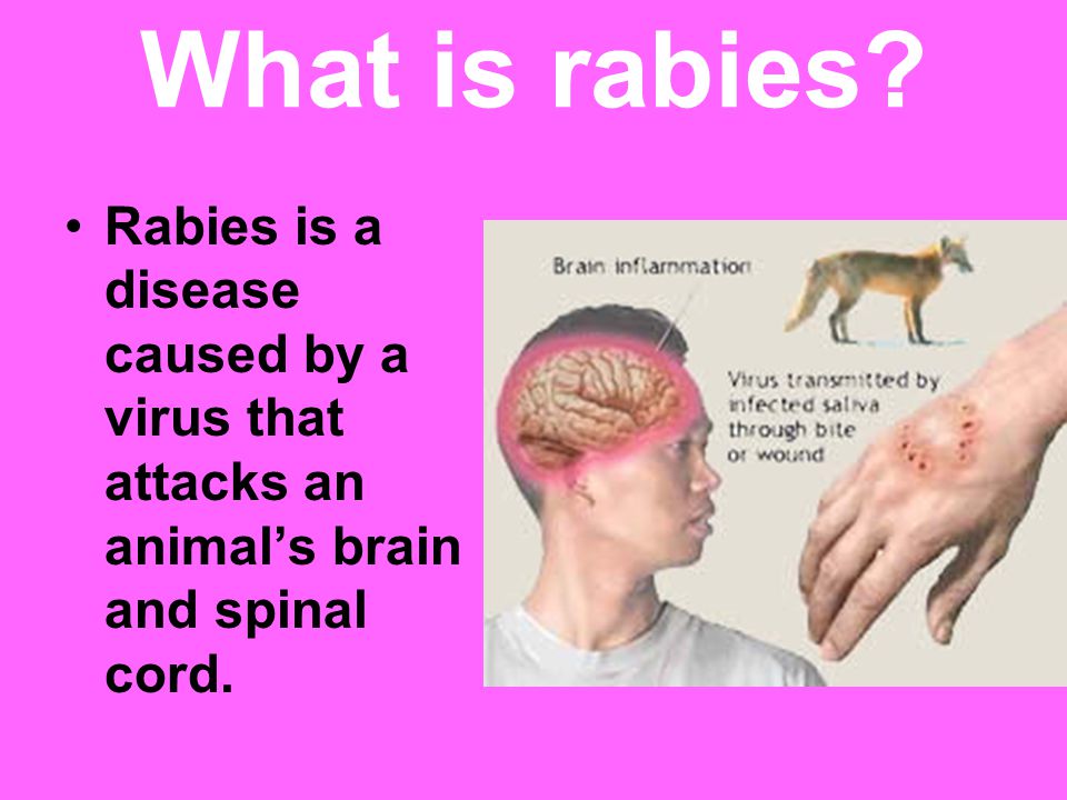 Paku Midin: Cara mudah mengubati penyakit rabies dengan cepat