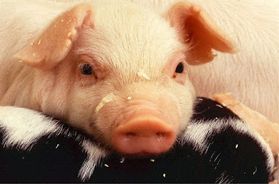 8 interesting facts about pigs | Facts About All